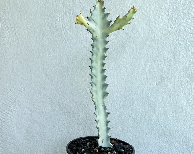 Ghost Cactus Euphorbia Lactea 6 dragon Bones, Candelabra Exotic Single ...