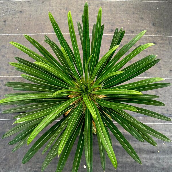 Madagascar Palm - Etsy