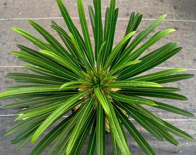 Madagascar Palm 4 - Etsy