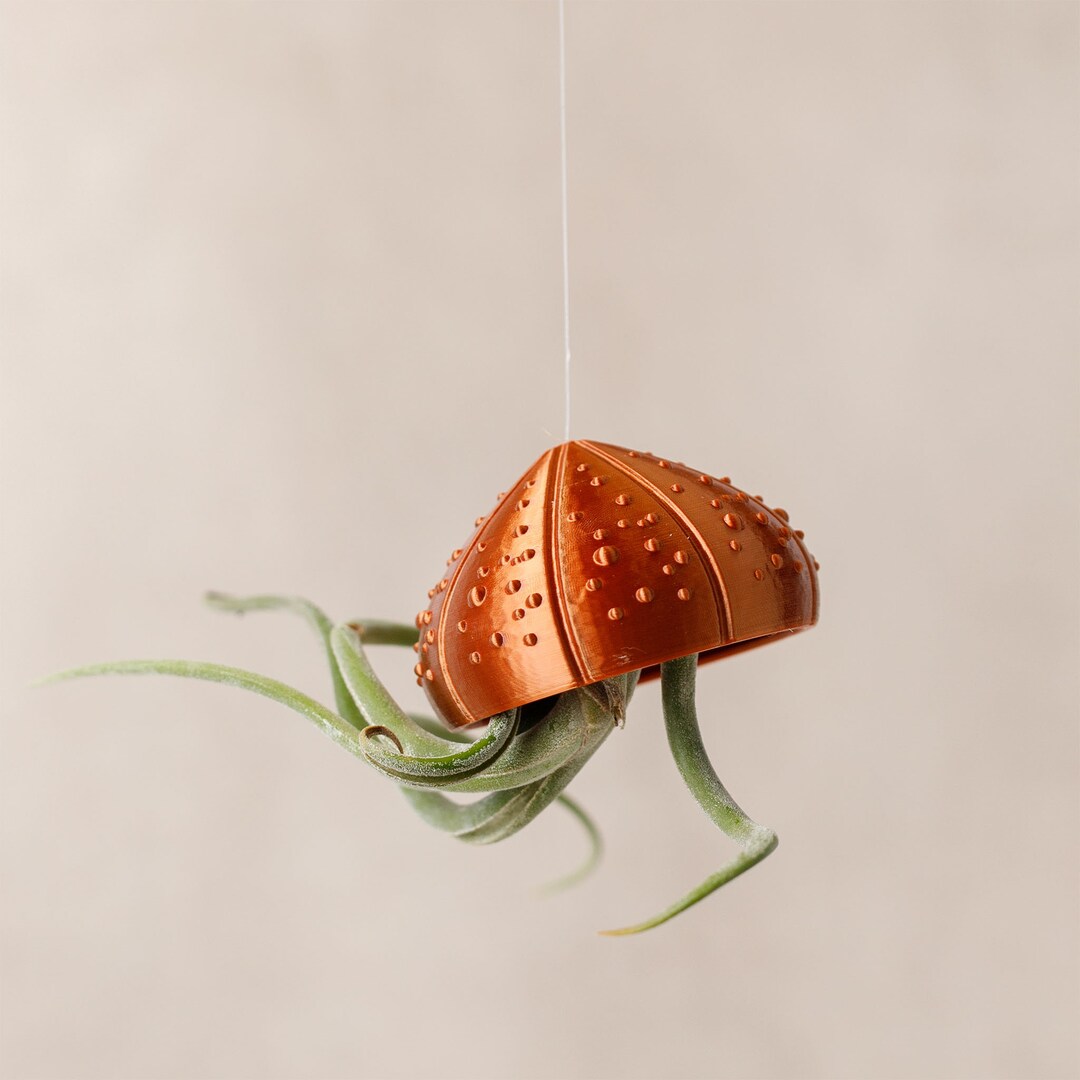 3D Printed Copper Sea Shell Air Plant Holders, Air Plant Holder, Plant ...
