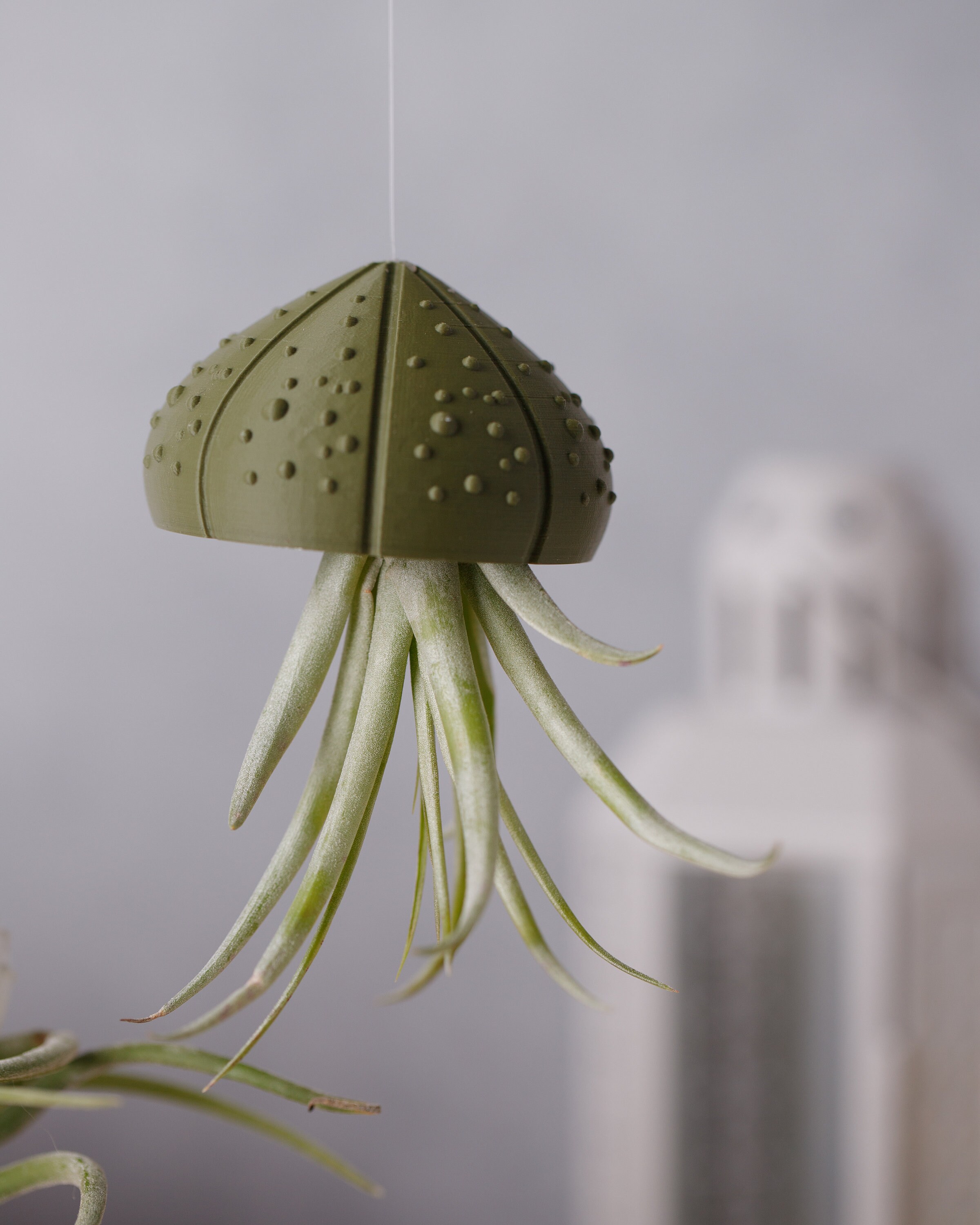 3D Printed Matte Green Sea Shell Air Plant Holders Air Plant - Etsy