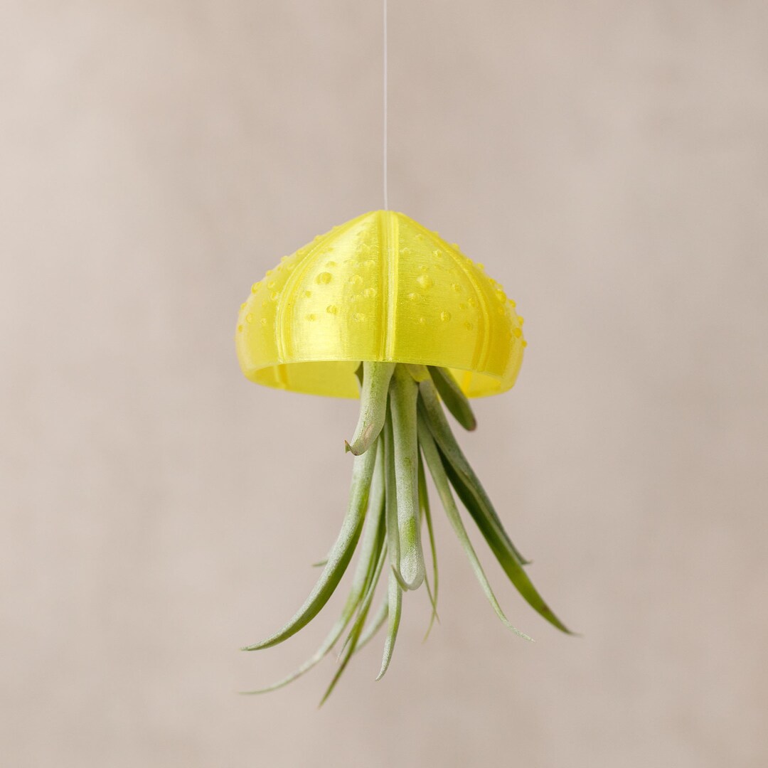 3D Printed Translucent Sea Shell Air Plant Holders, Air Plant Holder ...