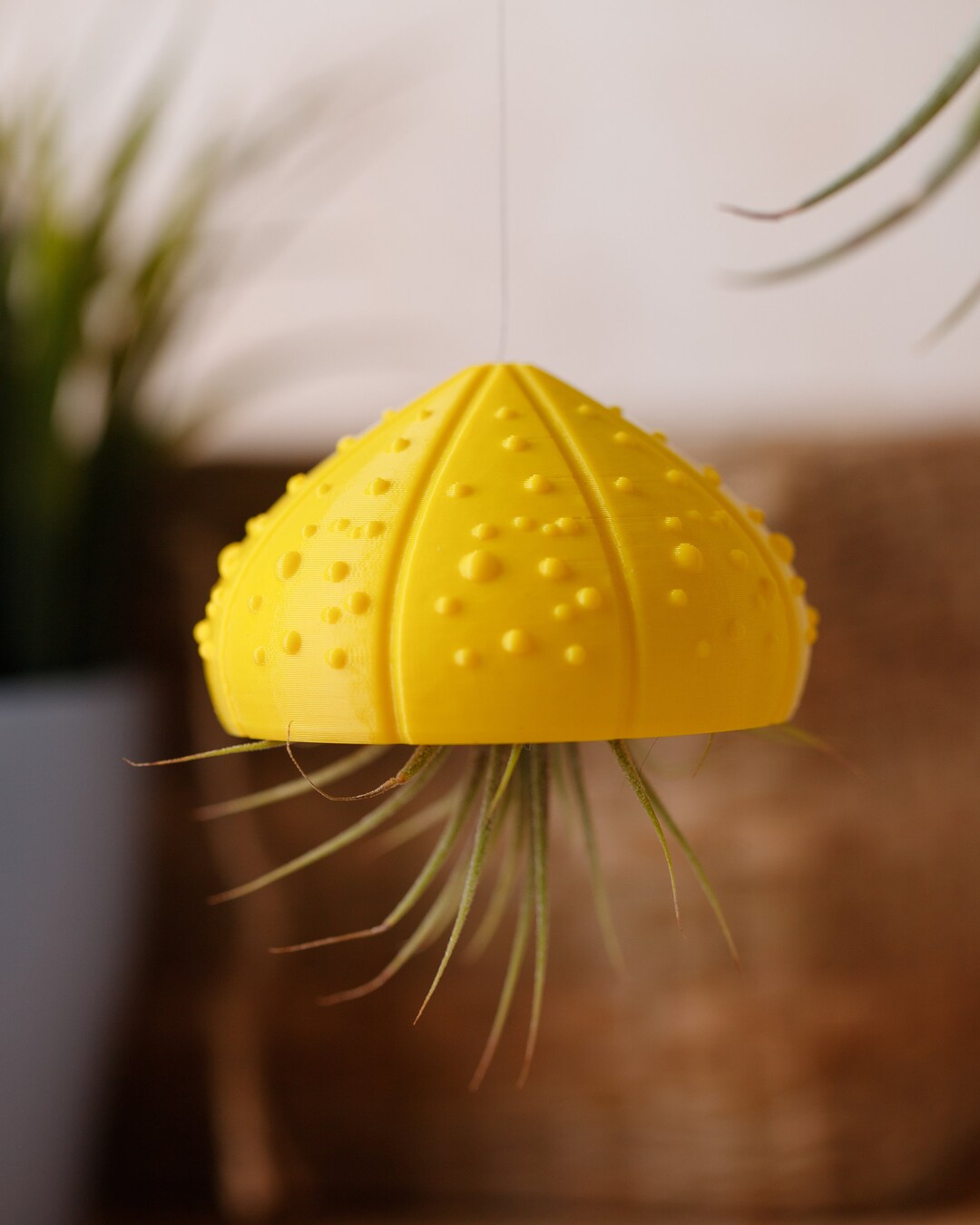 3D Printed Yellow Sea Shell Air Plant Holder, Eco-friendly Set of 3 - Etsy