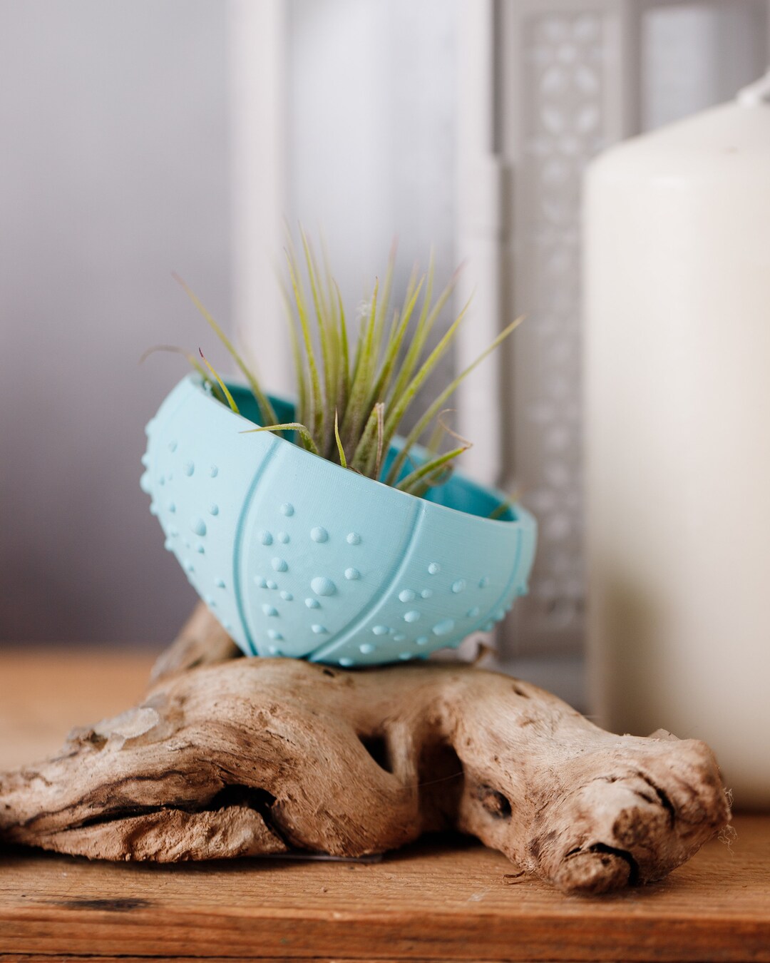 3D Printed Sea Shell Air Plant Holder, Beach Blue, Eco-friendly (set of ...