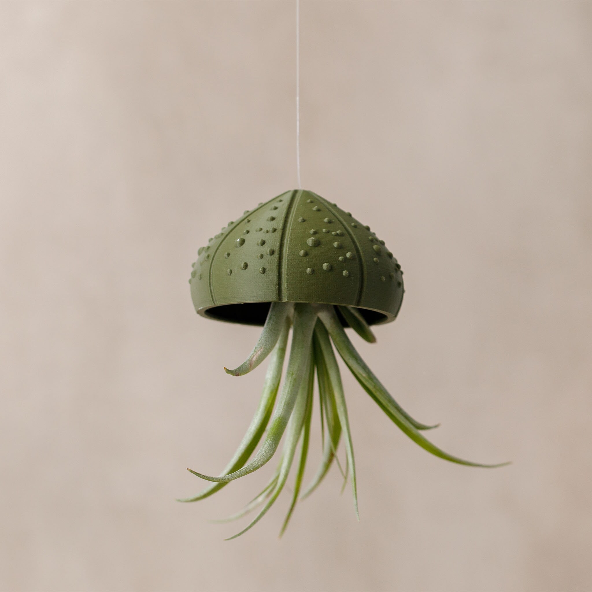 3D Printed Sea Shell Air Plant Holder, Matte Green Eco PLA, Set of 3 - Etsy