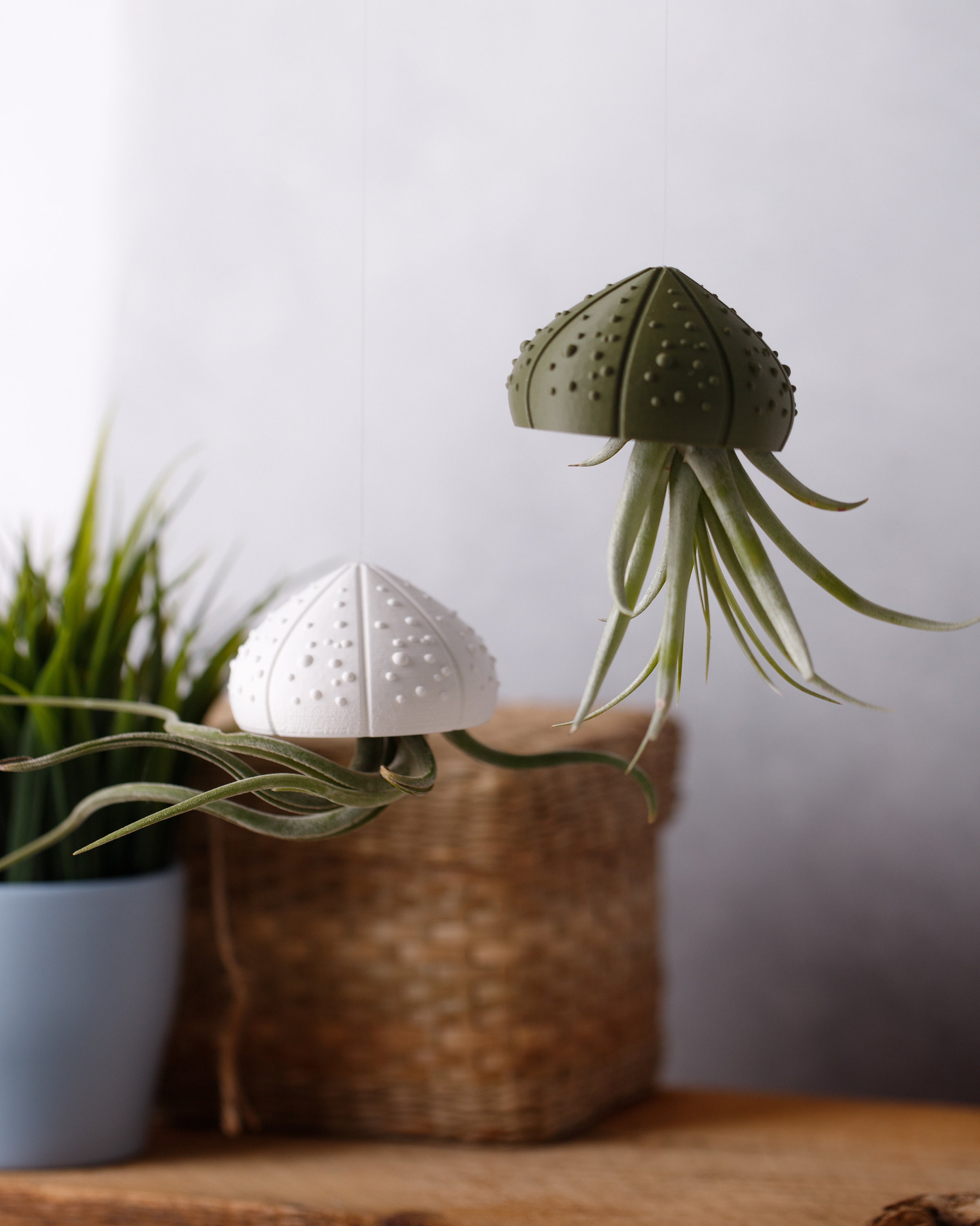 3D Printed Matte Green Sea Shell Air Plant Holders Air Plant - Etsy