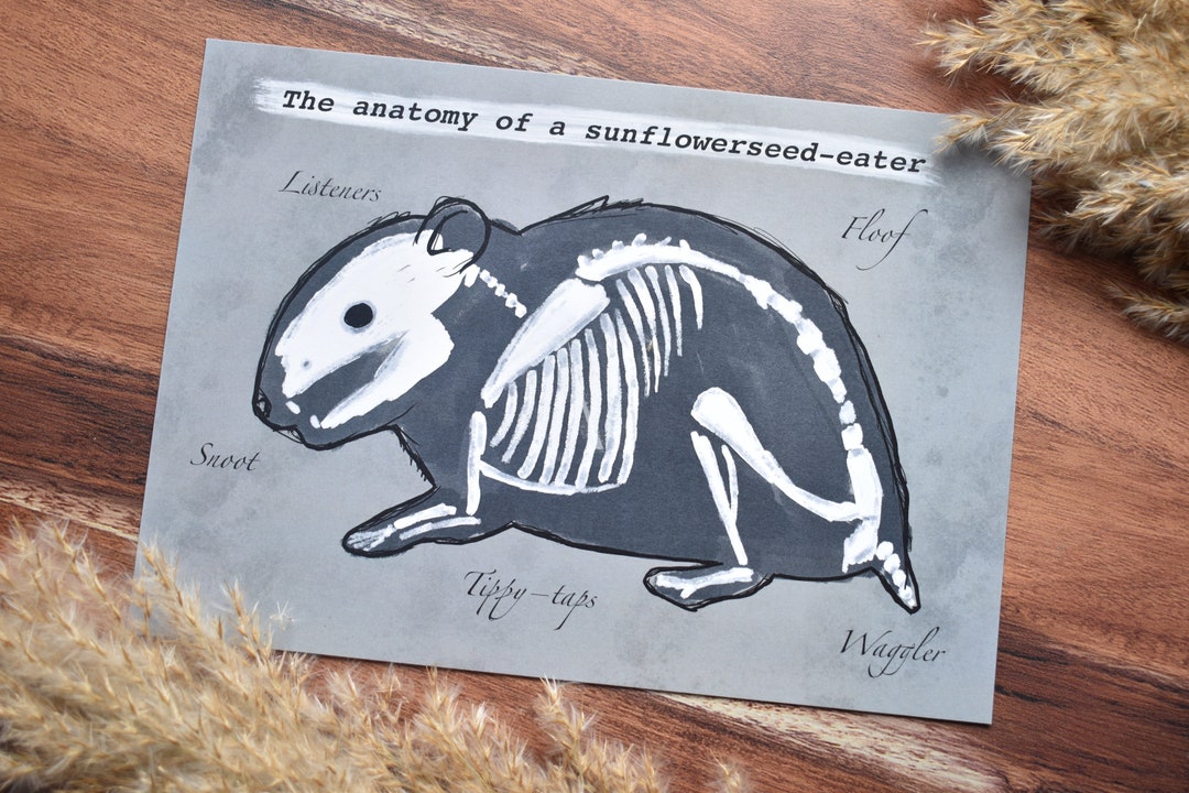 A4: Hamster Anatomy Print Art Print Pet Drawing - Etsy