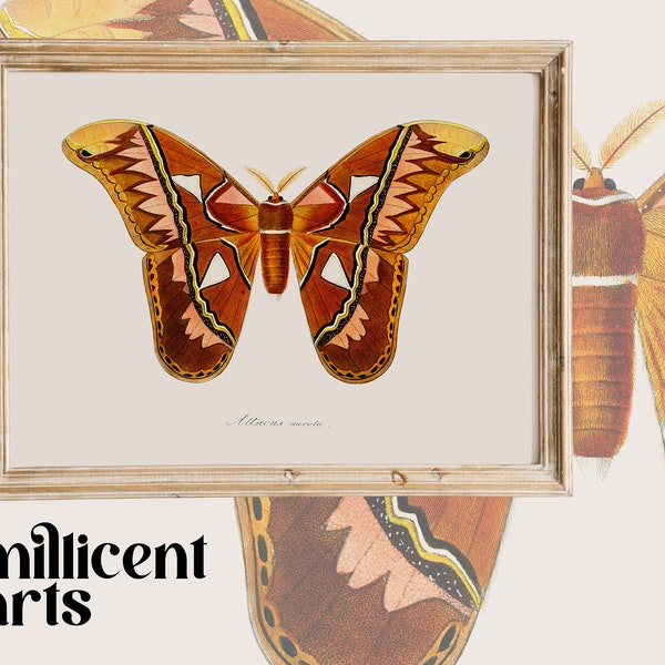 Atlas Moth - Etsy