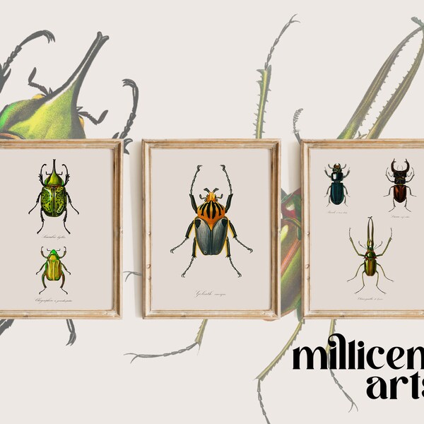 Vintage Entomology Print - Etsy