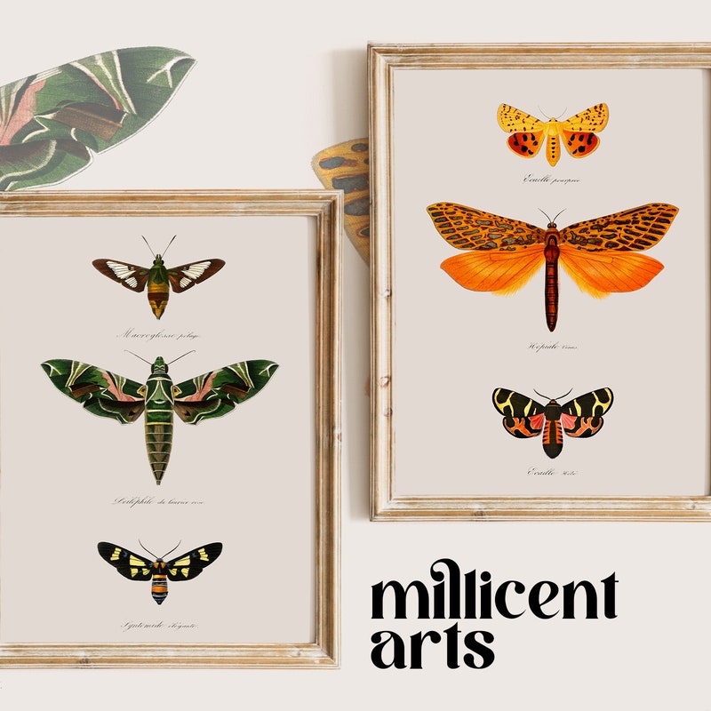Moth Print - Etsy