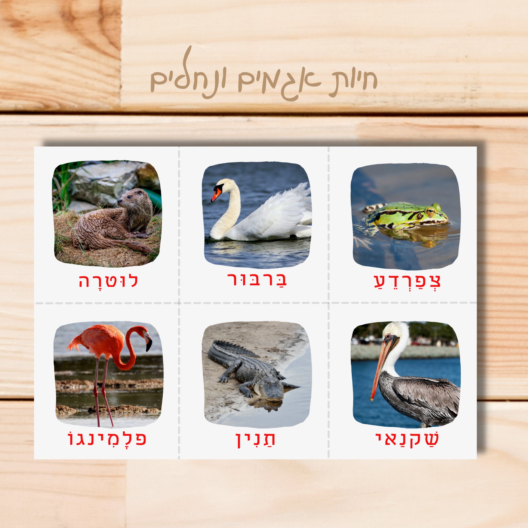 Hebrew-english Matching Animals, Farm Animals, Rivers and Lakes, Woods ...