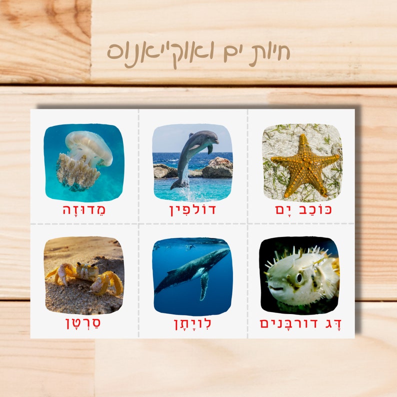 Hebrew-english Matching Animals Farm Animals Rivers and - Etsy