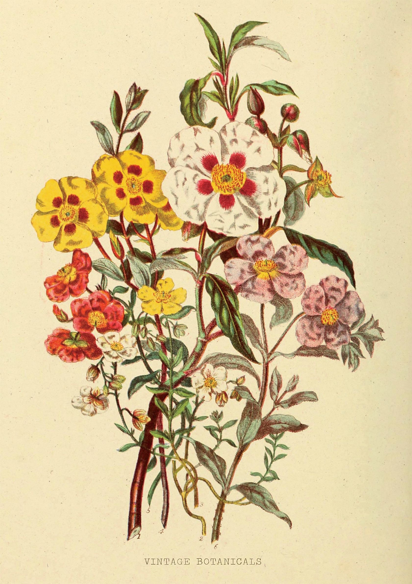 Set of 3 Vintage Flower Prints- Instant Download- Wall Art- Wall- Decor ...