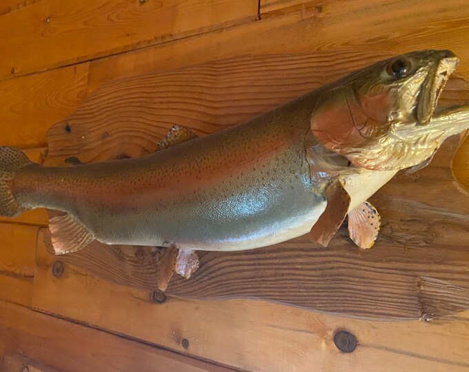 Rainbow Trout Mount - Etsy