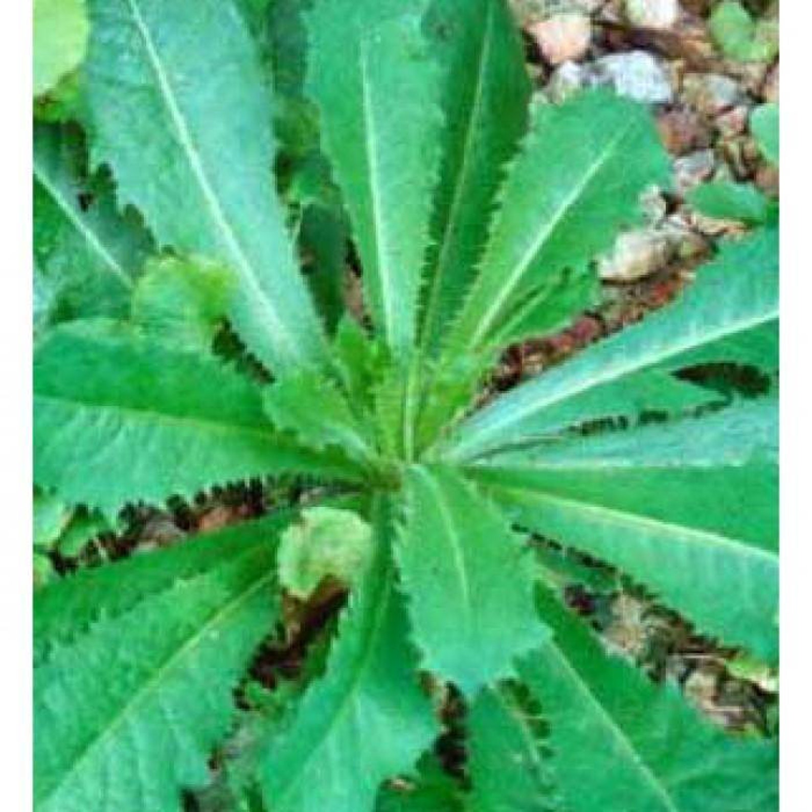 Wild Lettuce Lactuca Virosa Opium Lettuce Organic Herb 75 | Etsy
