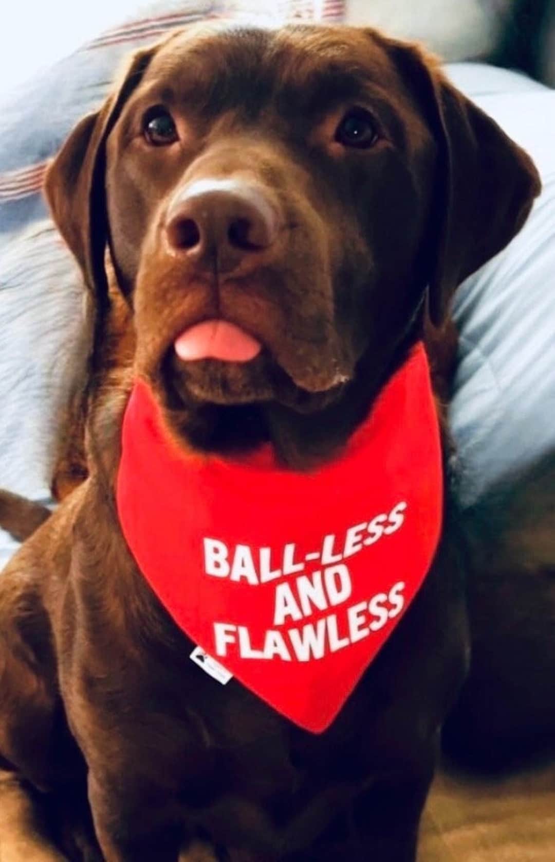 Ball-less and Flawless Dog Bandana, Rutledge the Cool Dog Bandana ...