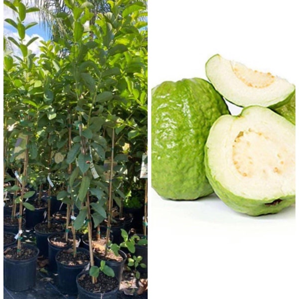 Thai Guava Tree - Etsy