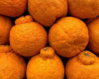 Seedless Tangerine Tree - Etsy