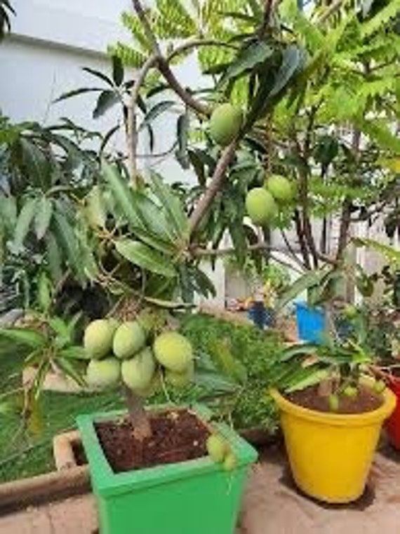 Dwarf Mango Tree