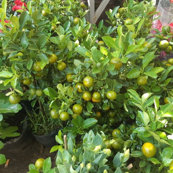 Calamansi Plant In Pot