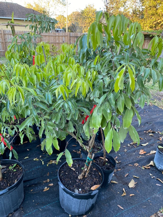 Lychee Tree In A Pot