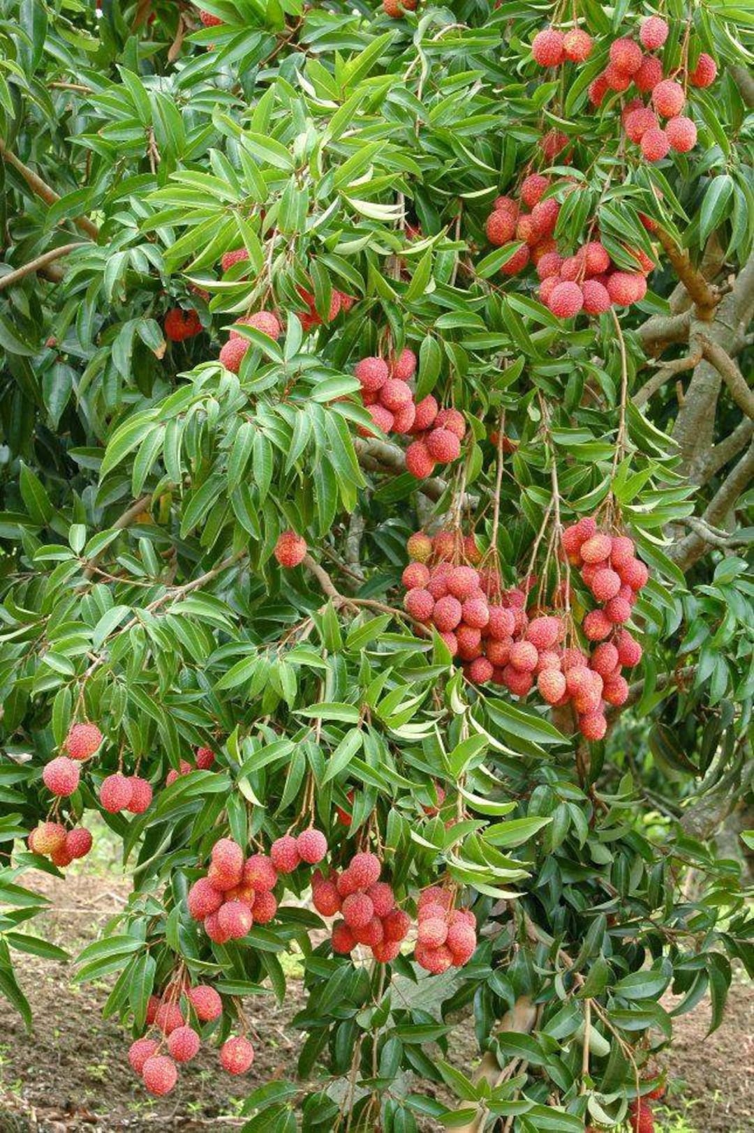 Litchi Tree
