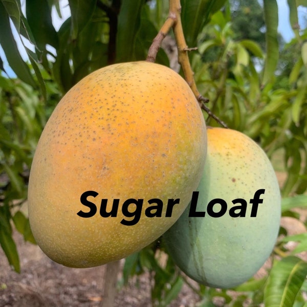 Alphonso Mango Tree - Etsy