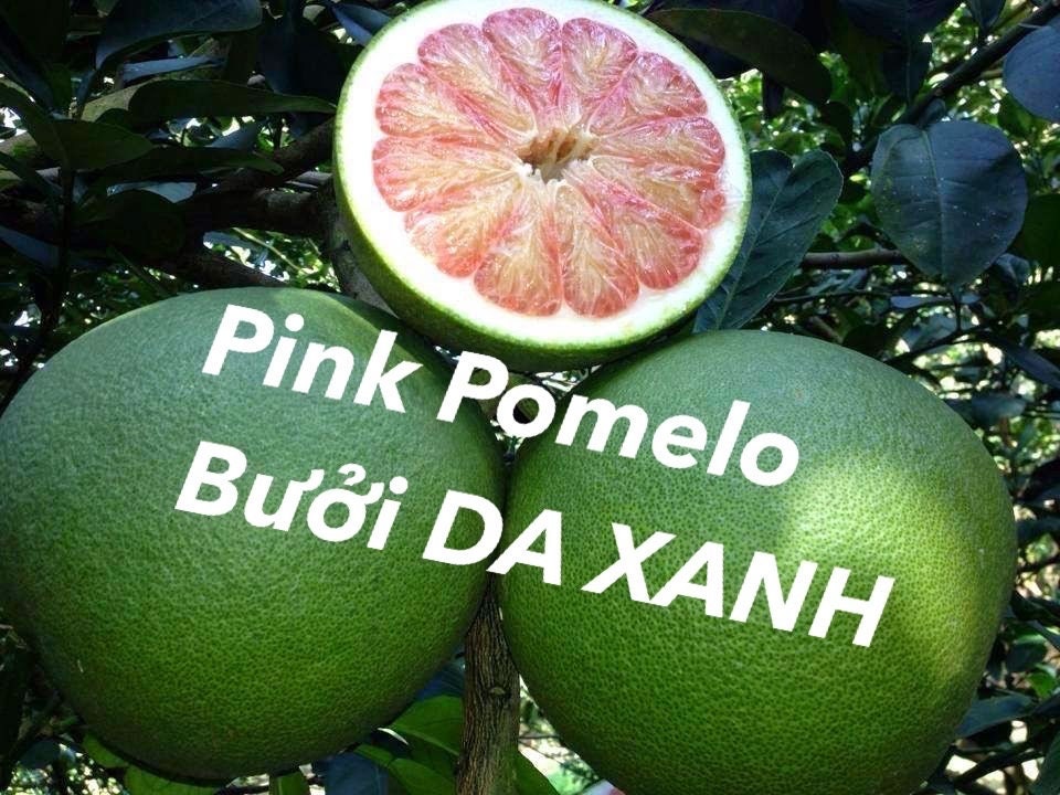 Pink Pomelo