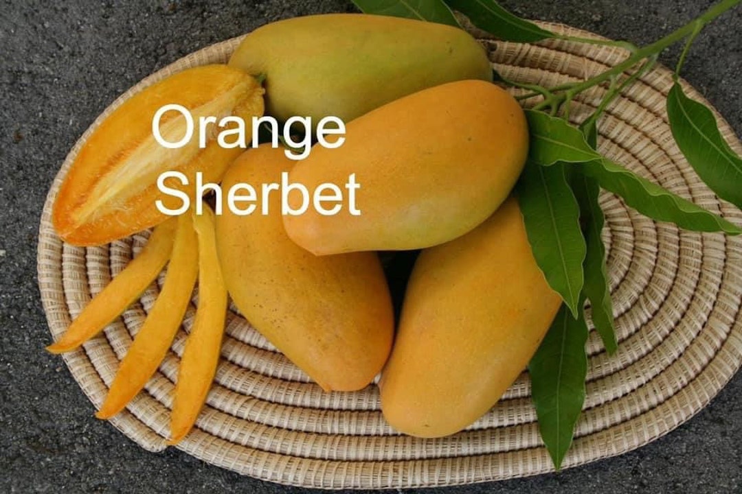 ORANGE SHERBET MANGO Tree. Rare Mango Variety. Grafted Live - Etsy