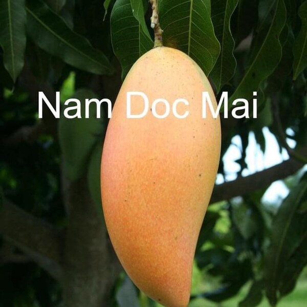 Nam Doc Mai Mango - Etsy
