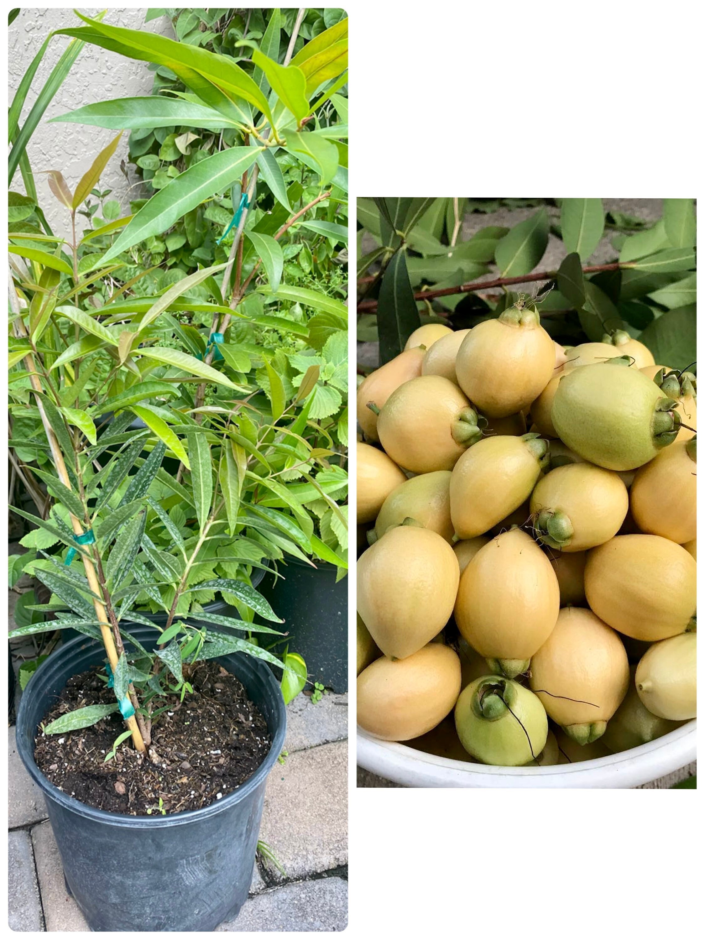 Jamaican Rose Apple