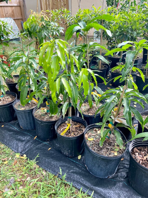 Hawaiian Mango Trees