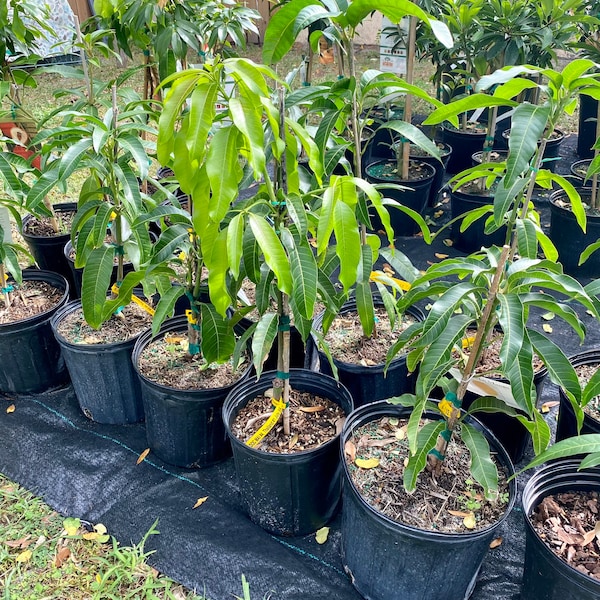 Dwarf Mango Tree - Etsy