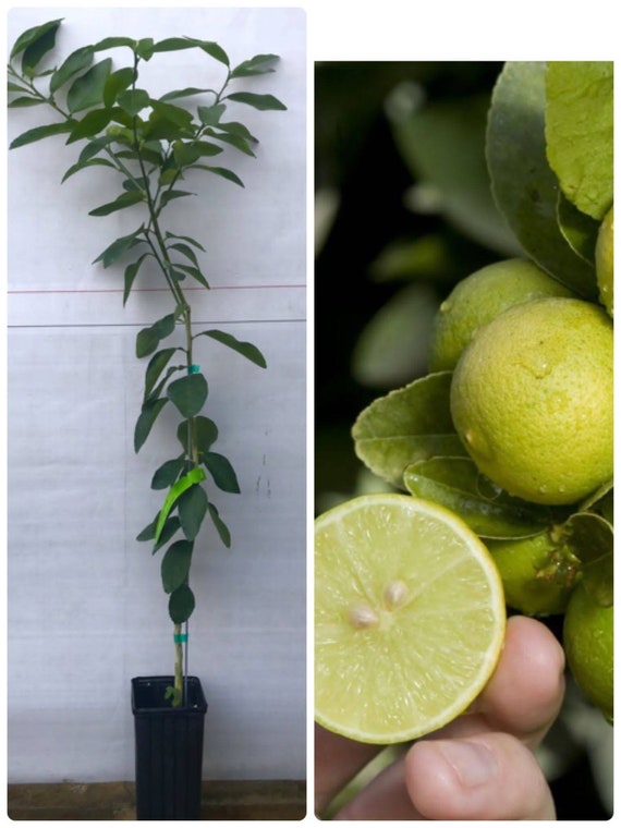 Persian Lime Tree