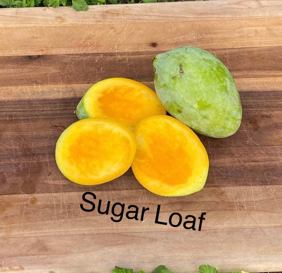 Plant Accessories 2 to 3 feet grafted tree M4 Mango Free shipping Craft ...