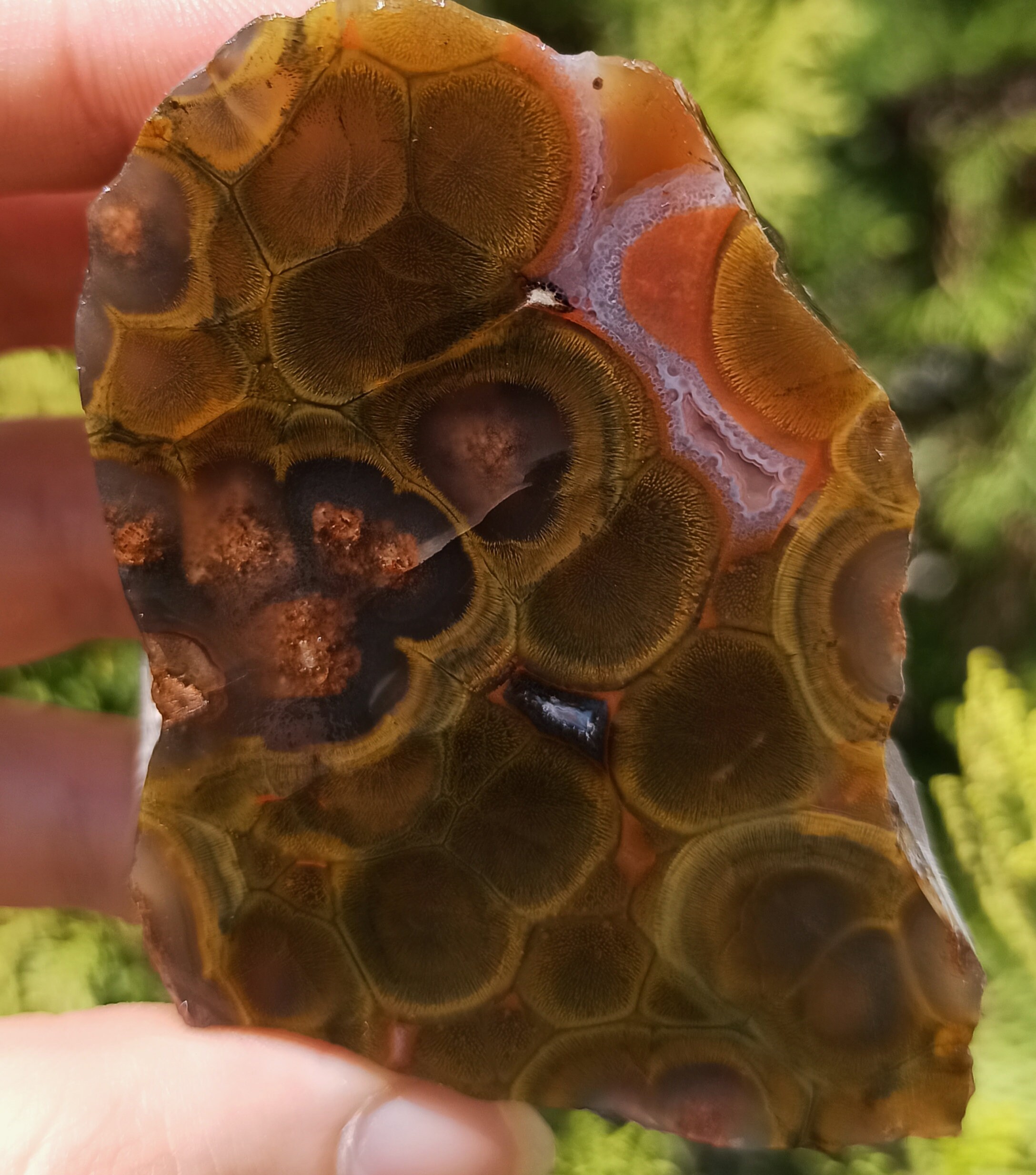 Green and Red Eye Agate Cut and Polished Turkish Agate Pair - Etsy UK