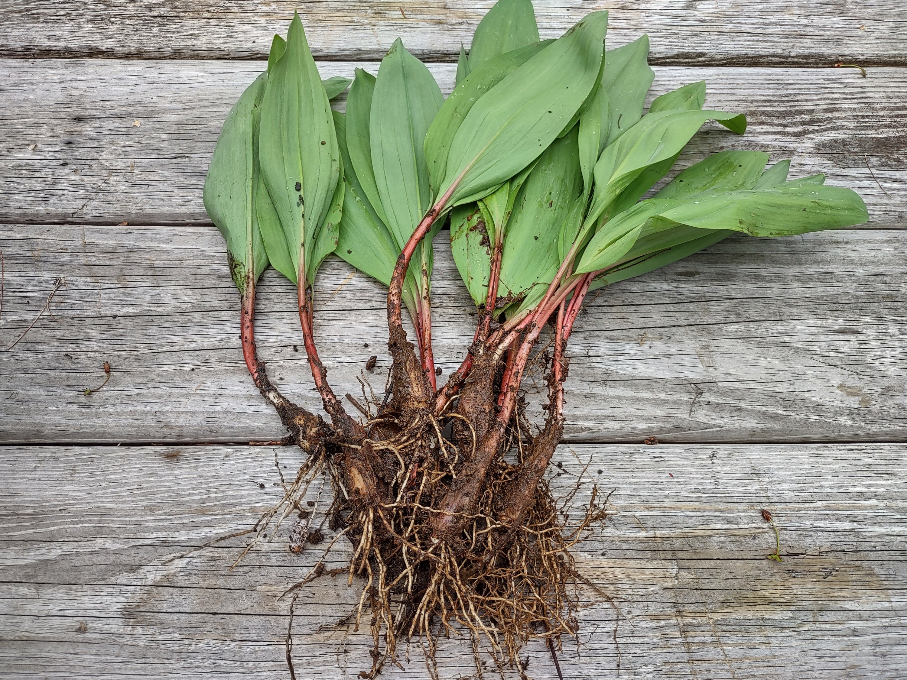 BULBS ONLY Ramps/wild Leeks large Bulbs and Leaves Hurry Limited Time ...