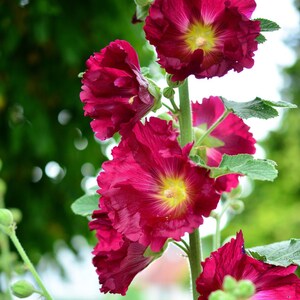 Indian Spring Hollyhock Seeds Color Mix 25 Seeds - Etsy