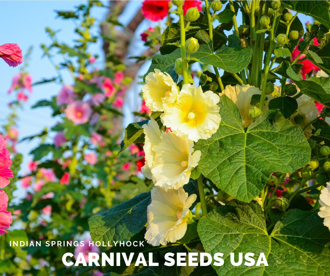 Indian Spring Hollyhock Seeds Color Mix - 25 Seeds - Etsy