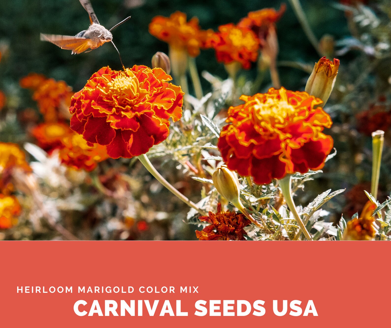 Heirloom Marigold Color Mix - 20 Seeds - Flower Seeds - Etsy