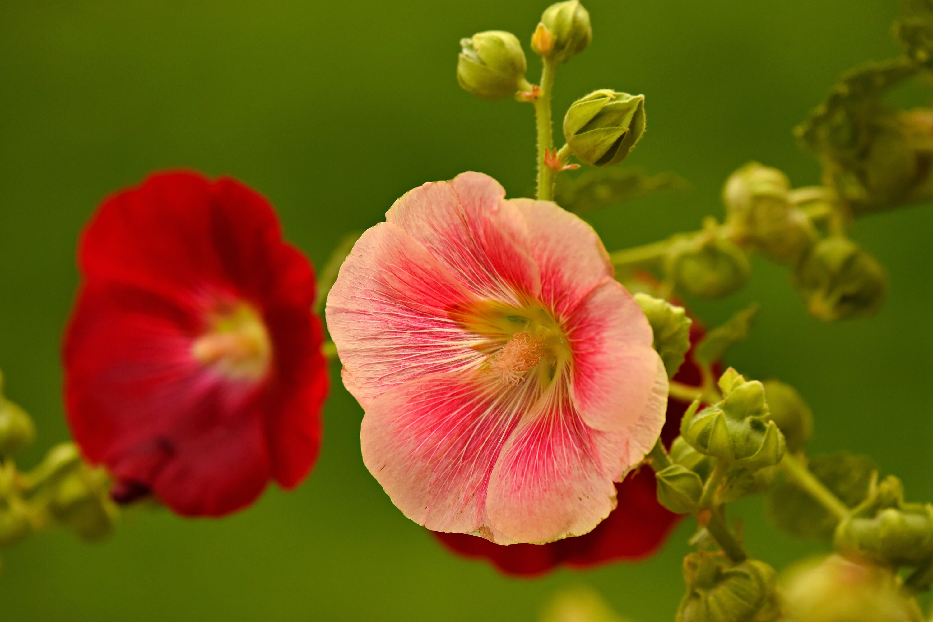 Indian Spring Hollyhock Seeds Color Mix 25 Seeds - Etsy
