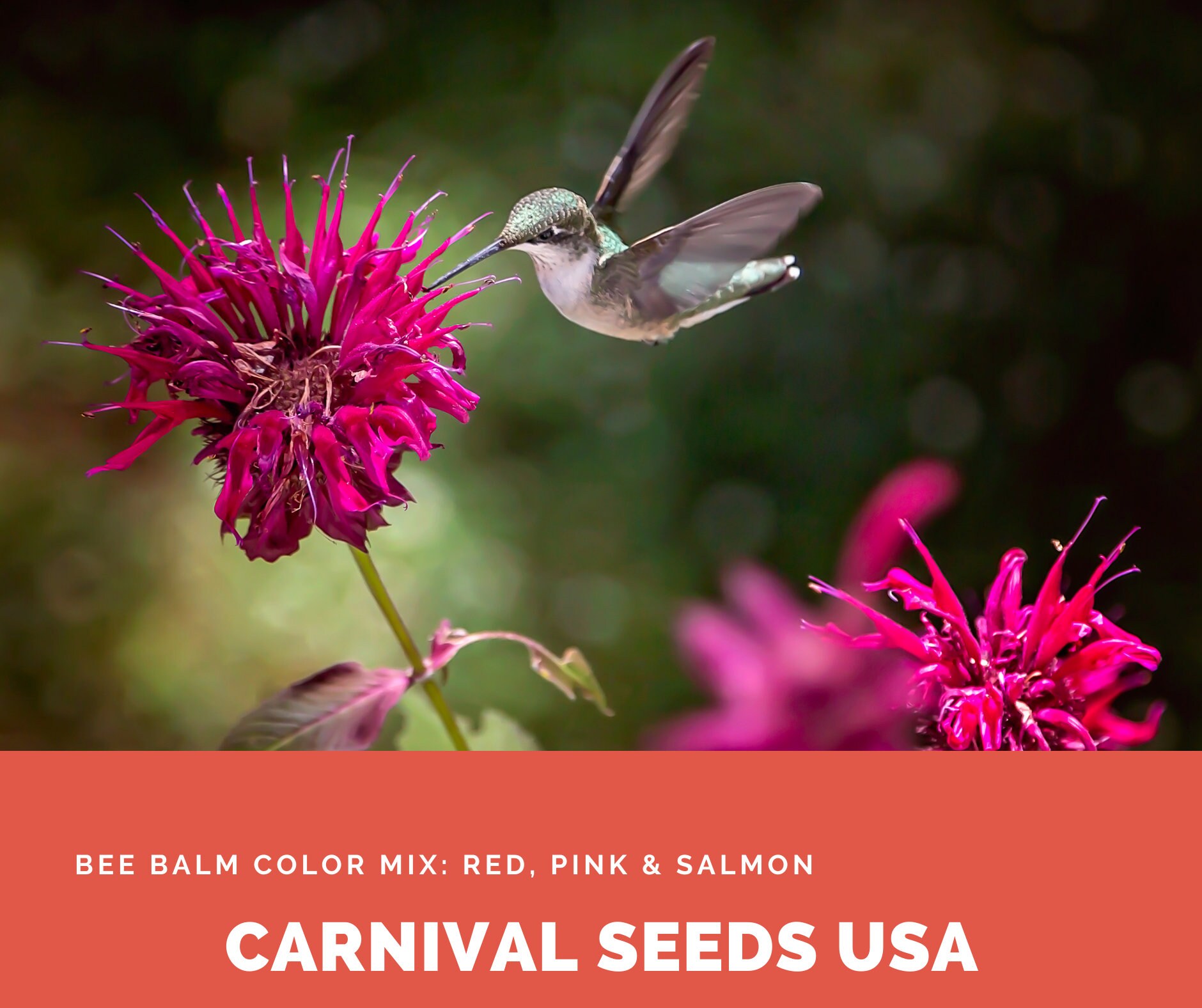 Bee Balm Color Mix: Red, Pink & Salmon 20 Seeds Flower Seeds - Etsy