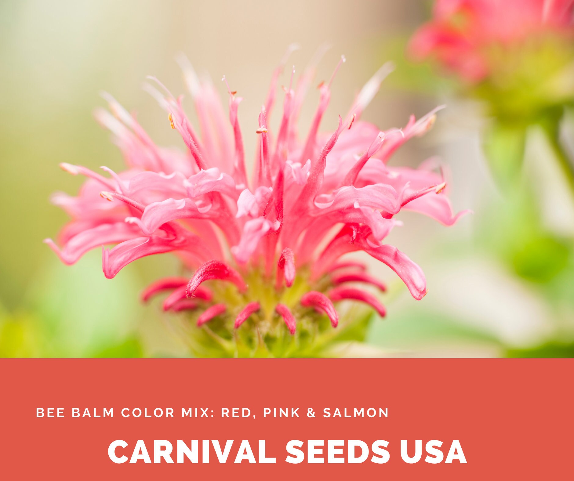 Bee Balm Color Mix: Red Pink & Salmon 20 Seeds Flower - Etsy