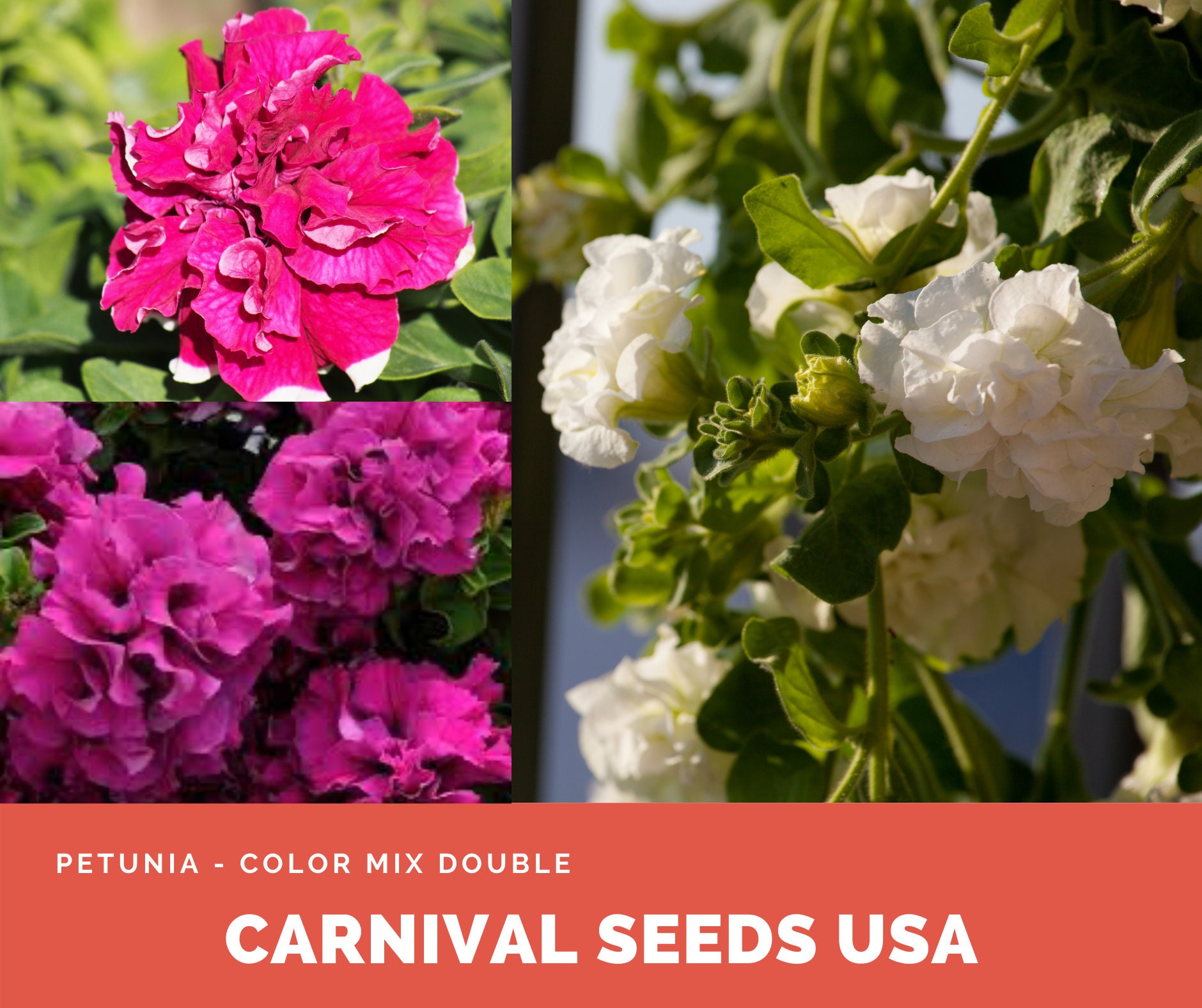 Petunia - Color Mix Double - 25 Seeds - Flower Seeds - Etsy