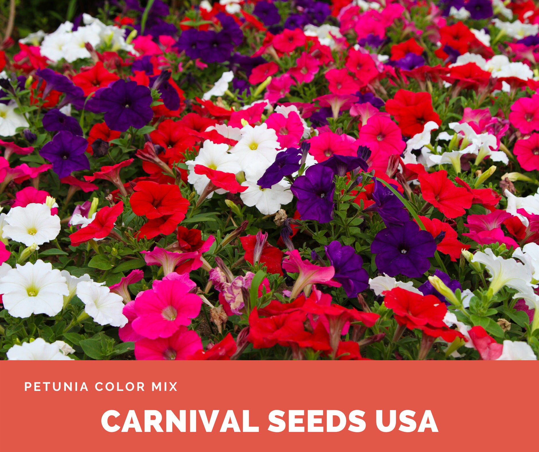 Petunia Color Mix - 25 Seeds - Flower Seeds - Etsy