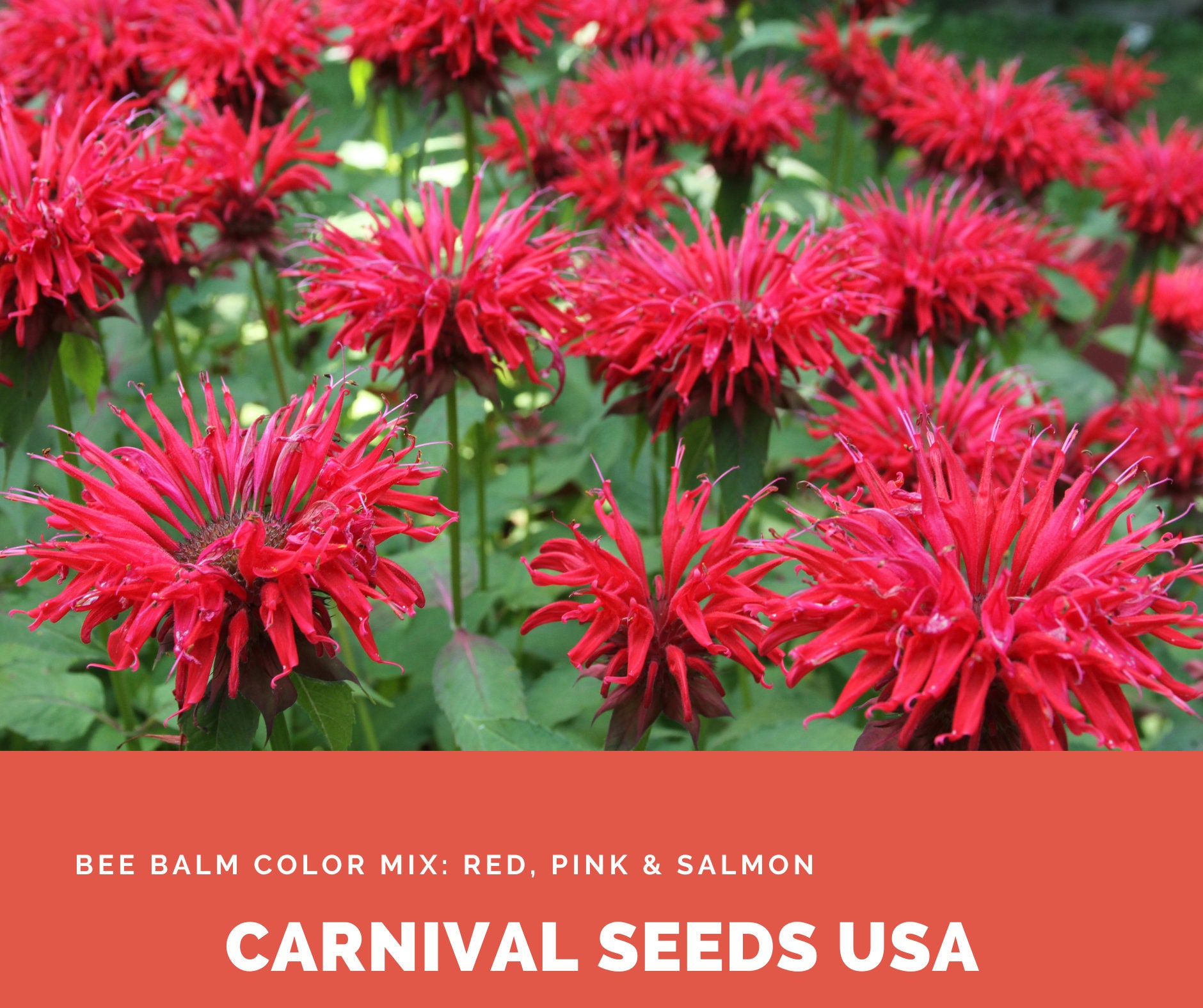 Bee Balm Color Mix: Red, Pink & Salmon 20 Seeds Flower Seeds - Etsy