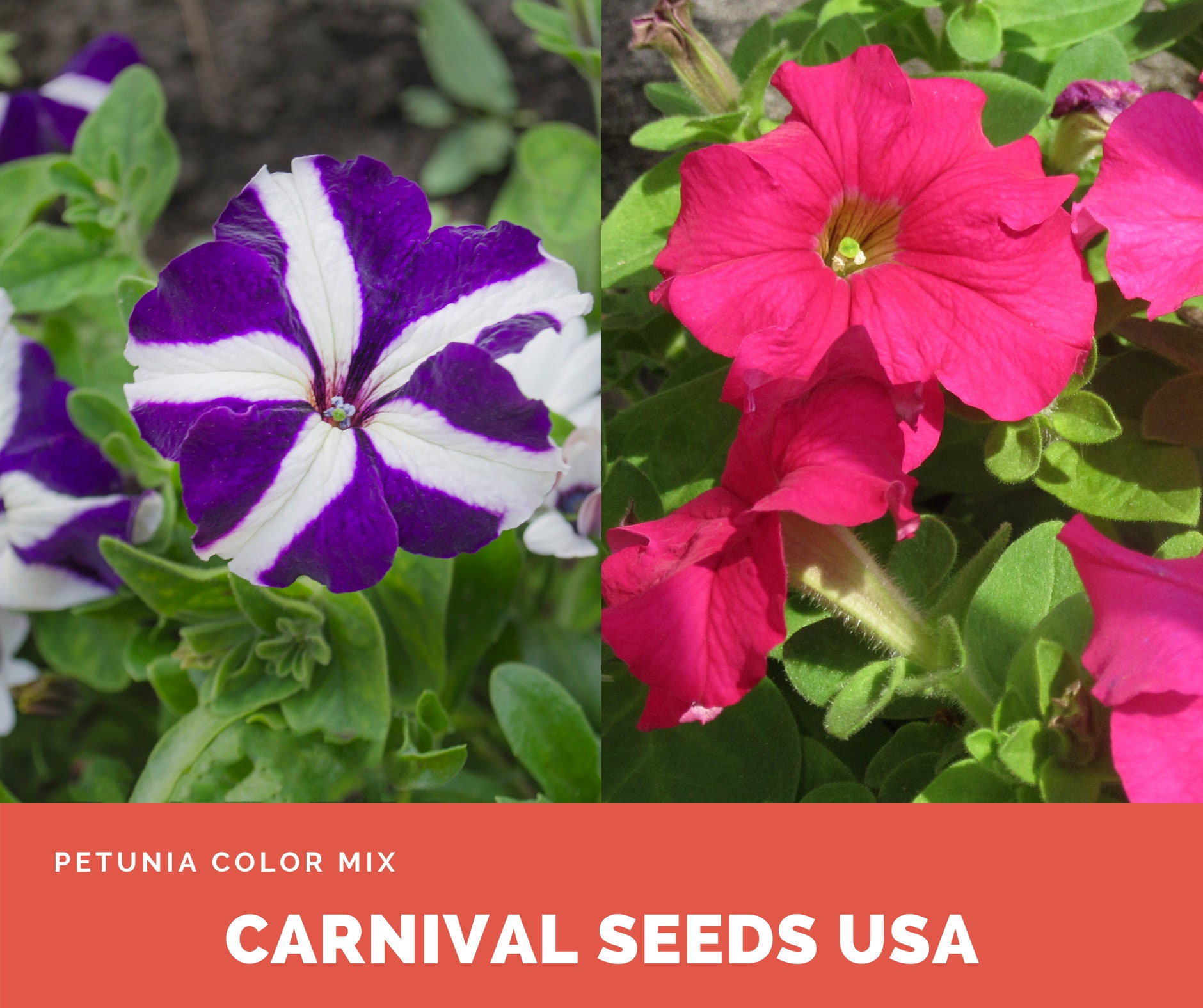 Petunia Color Mix - 25 Seeds - Flower Seeds - Etsy
