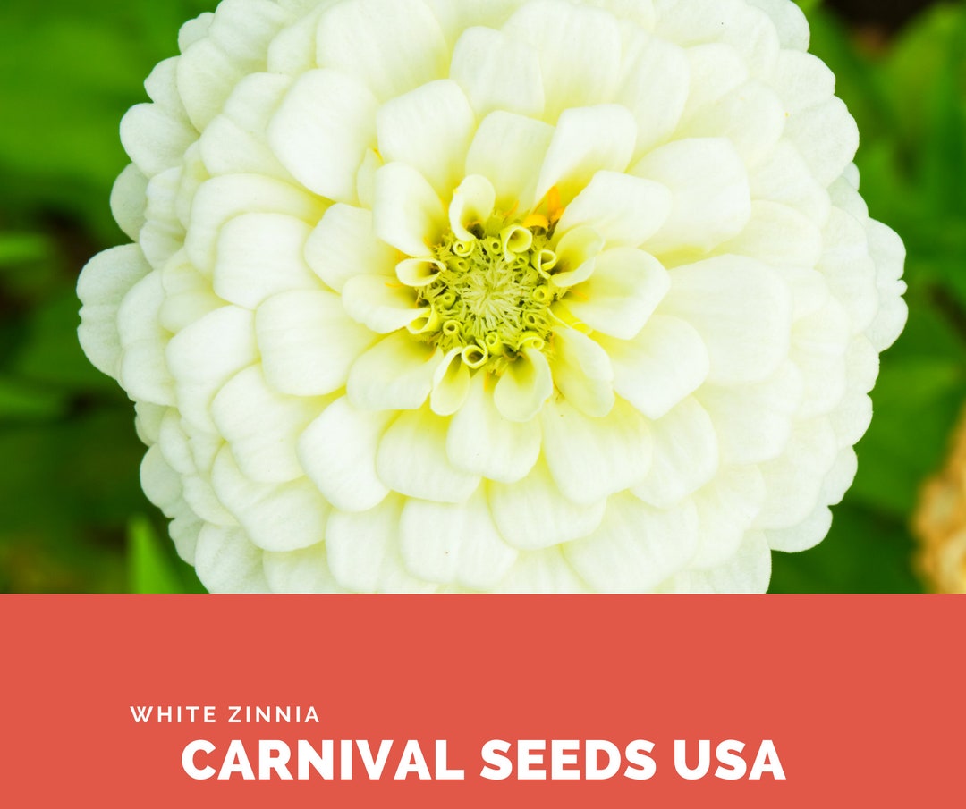 White Zinnia 30 Seeds Flower Seeds - Etsy