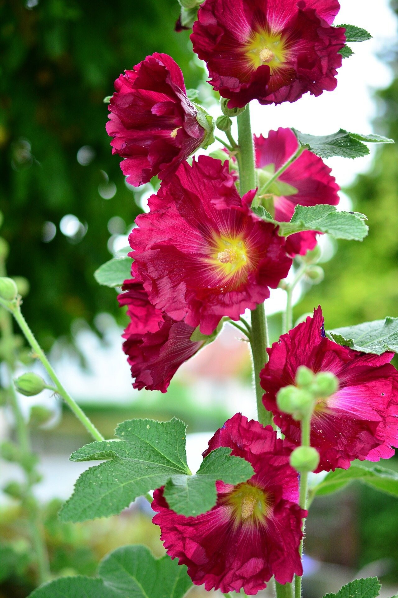 Indian Spring Hollyhock Seeds Color Mix 25 Seeds - Etsy