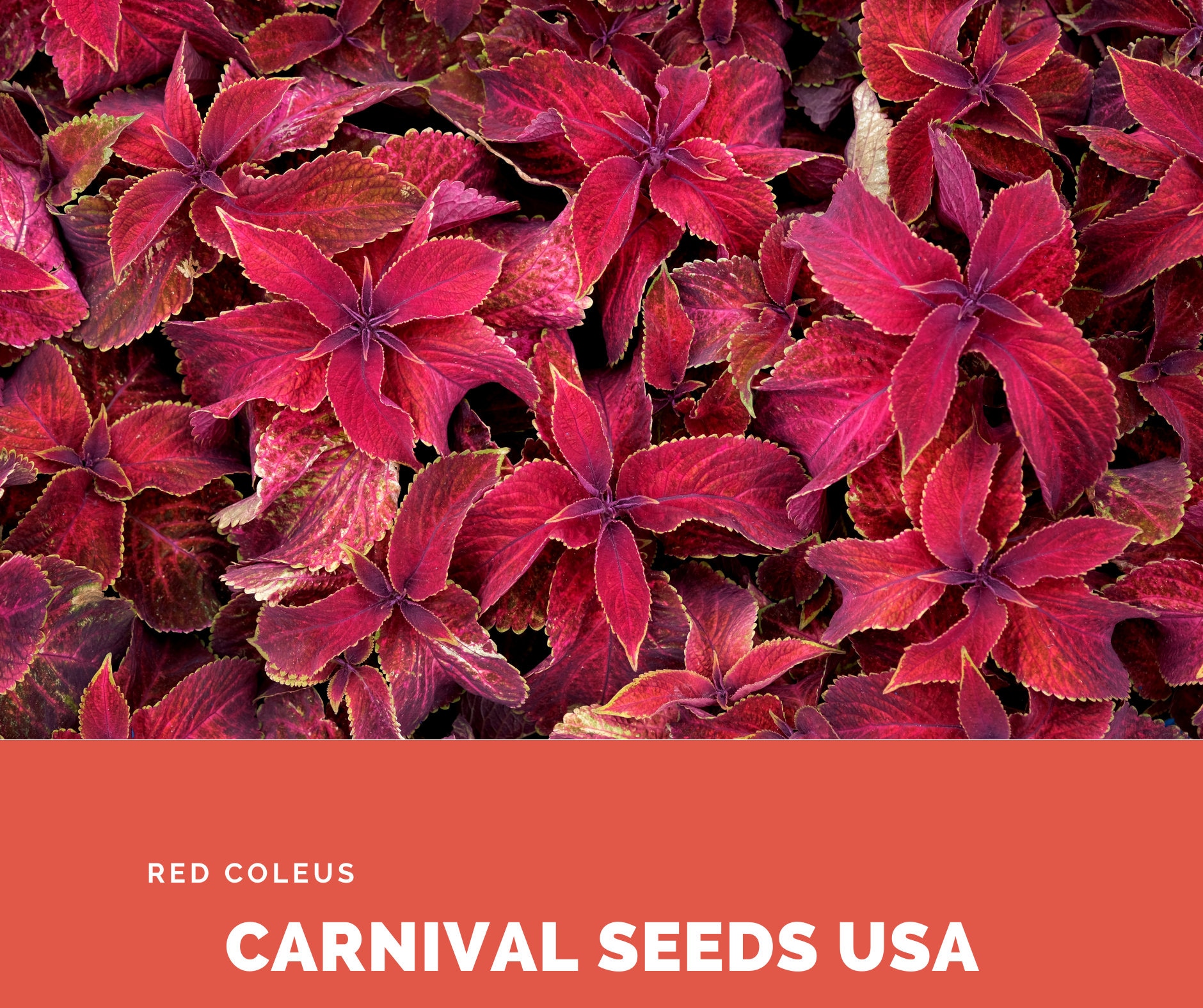 Red Coleus - 9 Seeds - Plant Seeds - Etsy